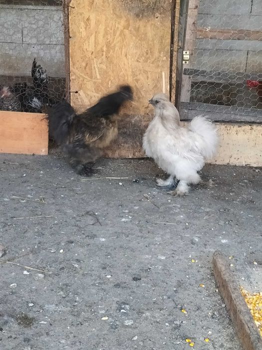 Cocosii mătase japoneză vor alta casa Constanta • OLX.ro