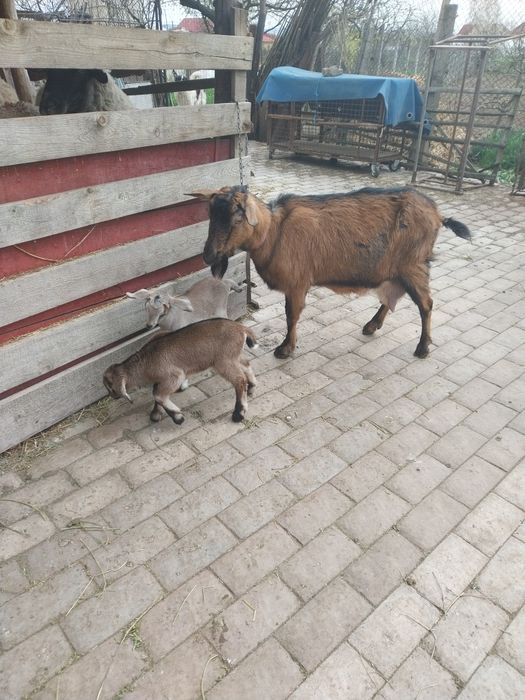 Vând capra alpina franceza Micesti • OLX.ro