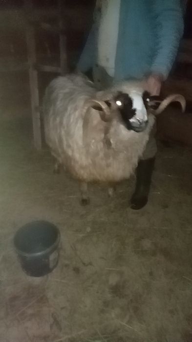 De vânzare berbec Rodna • OLX.ro