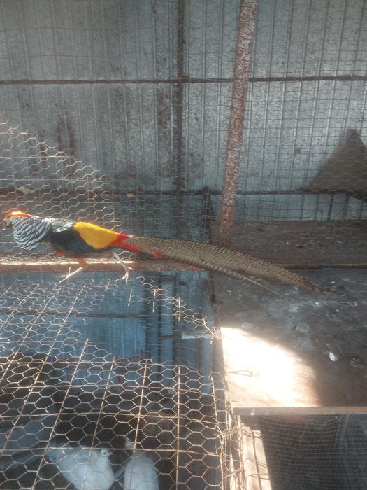 Pasari exotice , papagali nimfe diferite culori , agapornis , turturel ...