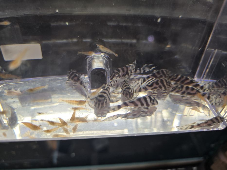 L333 Gold на около 3-4 см. гр. София Филиповци • OLX.bg