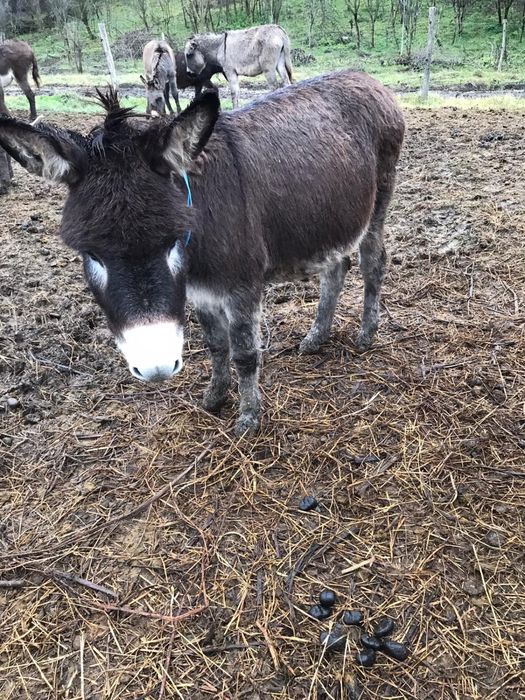 Magar mascul maro inchis 2,5 ani Arad • OLX.ro