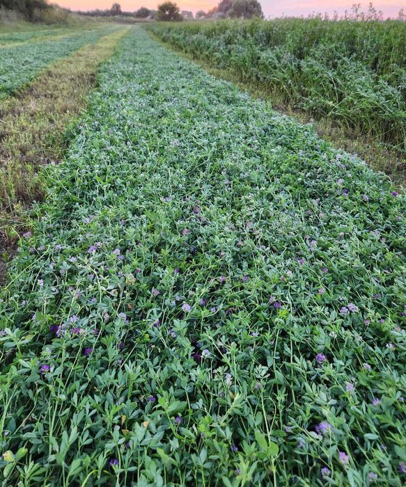 40 Baloti Rotunzi Lucerna imbalotati la 1 coasa, cu iarba 50 la suta ...