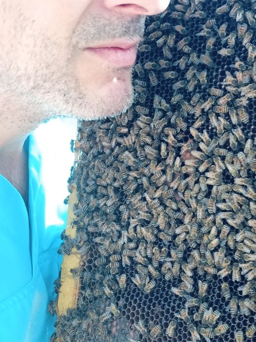 Regine matci albine Buckfast Alexandria • OLX.ro