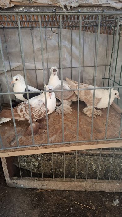 Porumbei randunele de saxonia Ghergani • OLX.ro