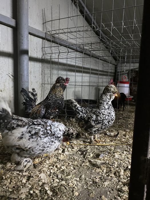 Perechi gaini pitice motate barboase golase Adjud • OLX.ro