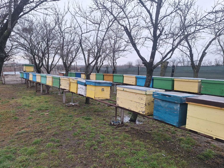 Cutii stupi de vanzare Barla • OLX.ro