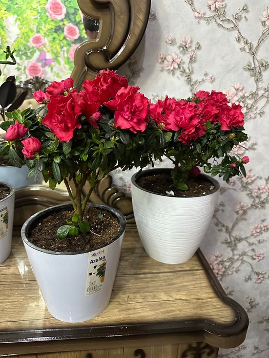 Azaliya guli sotiladi! 2 ta Chiroyli va nafis Azaliya guli sotiladi ...