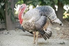 Vând pui de curca Holod • OLX.ro