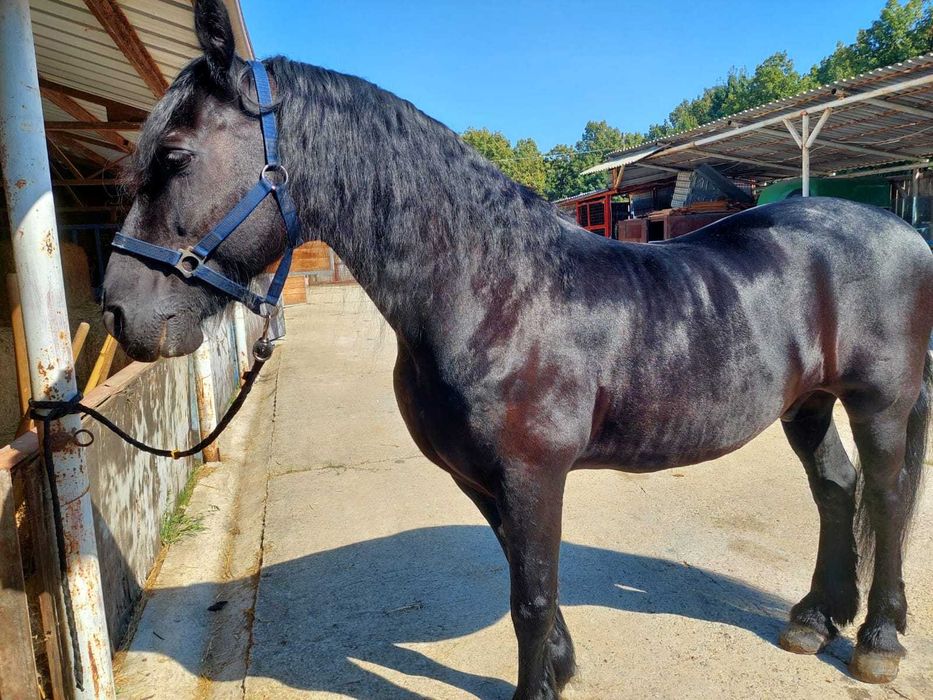 Pereche FRIZIENI Scornicesti • OLX.ro