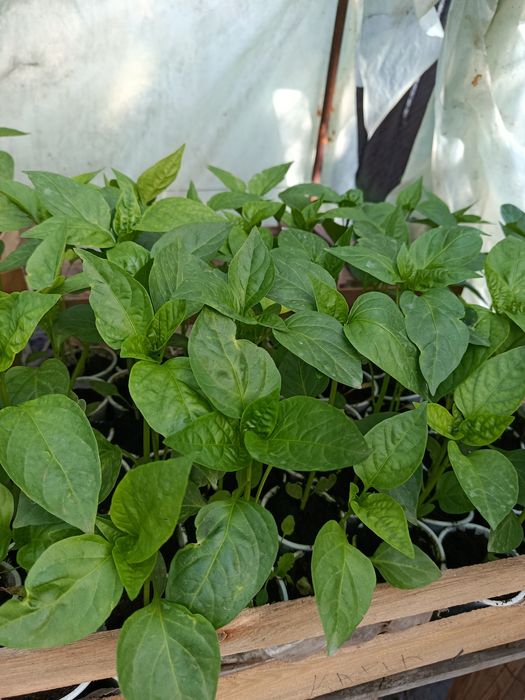 Rasaduri plante pentru cimp sau solar Oradea • OLX.ro