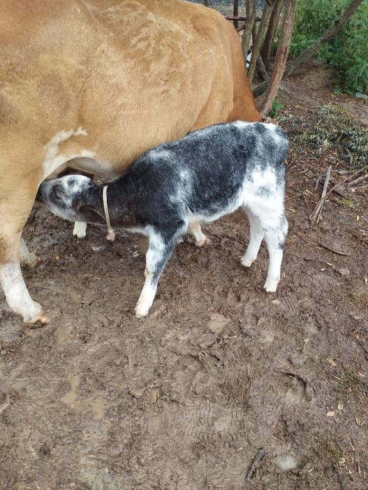 Vaca baltata cu pașaport Vintere • OLX.ro