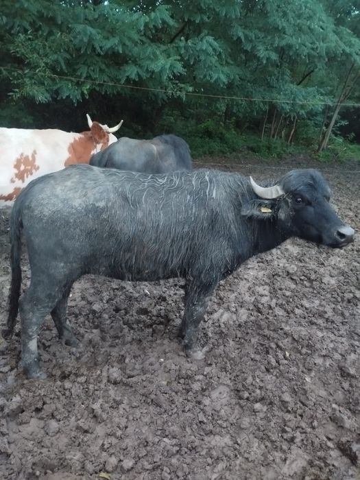 Vând doua bivolițe gestante! Salcuta • OLX.ro