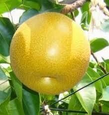 Par japonez Nijisseiki Aiud • OLX.ro