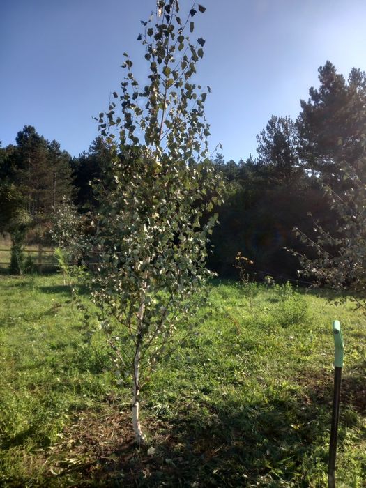 arbori decorativi de vanzare ' Anunturi ' OLX.ro