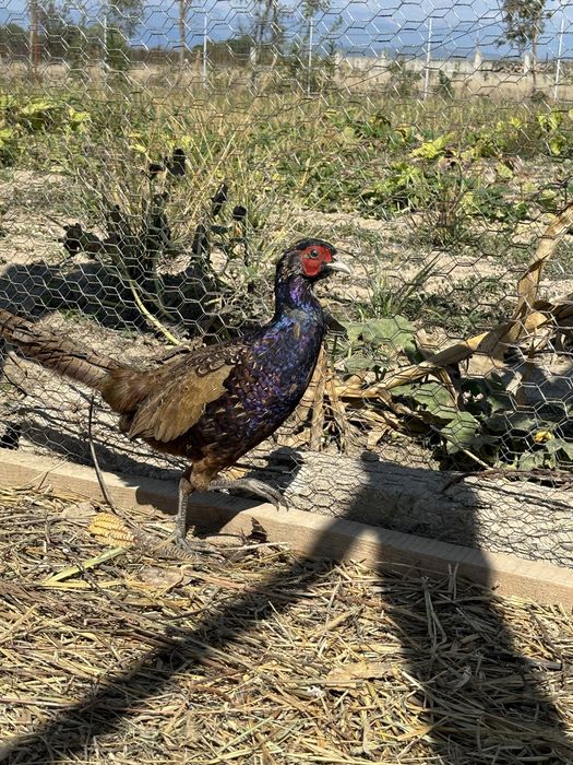 Fazani comuni si tenebros 2024 Cojani • OLX.ro