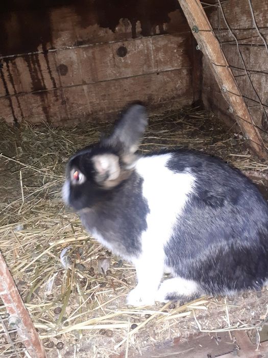 Vând iepuri și iepurași Tartasesti • OLX.ro