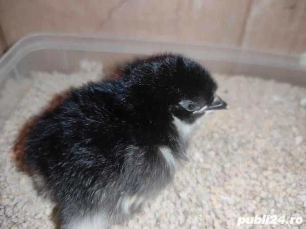 Pui Australorp gaini outoare Radu Negru • OLX.ro