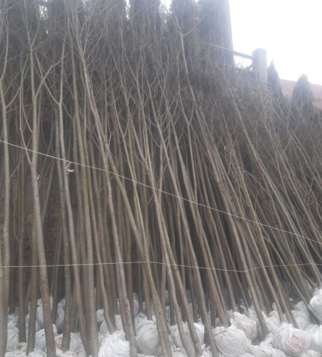 Tei mirositor ,copaci Bucuresti Sectorul 3 • OLX.ro