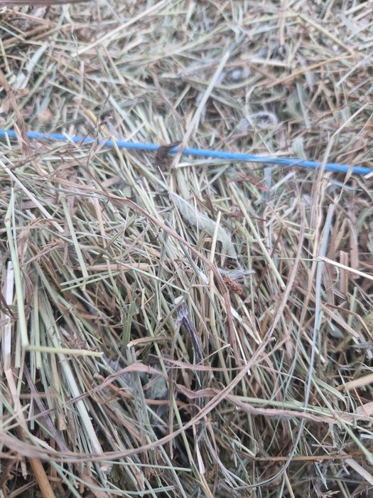 Baloti fan impecabil Bradu • OLX.ro