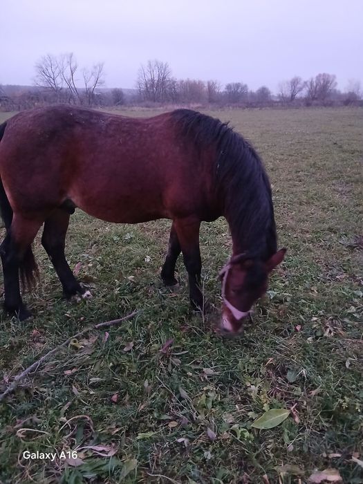 Vând armăsar 13 ani Homorodu de Mijloc • OLX.ro