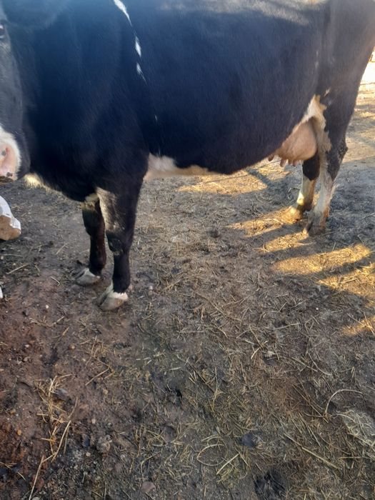 Vaca buna de lapte Serboeni • OLX.ro