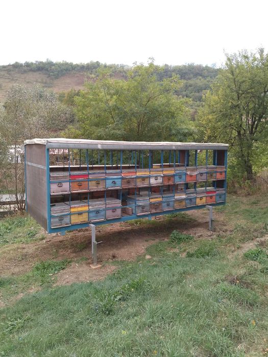 Vanzare Pavilion Apicol si Familii de albine Alba Iulia • OLX.ro