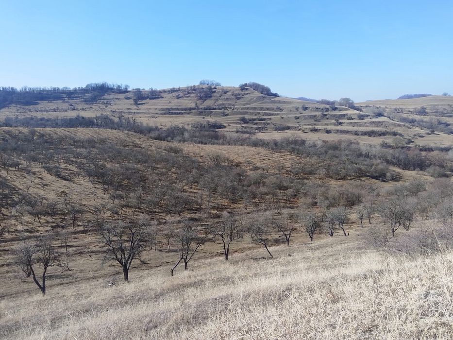 Livada de vanzare 110 ha Targu-Mures • OLX.ro