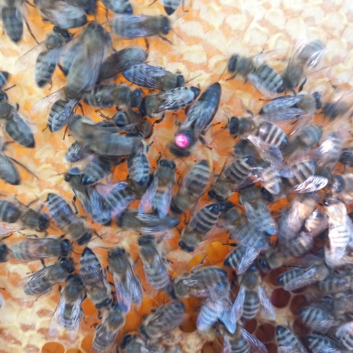Roiuri de albine Bobeanu • OLX.ro