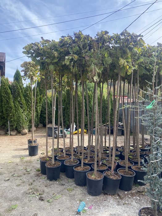 Catalpa la ghiveci (copacii) Buzau • OLX.ro