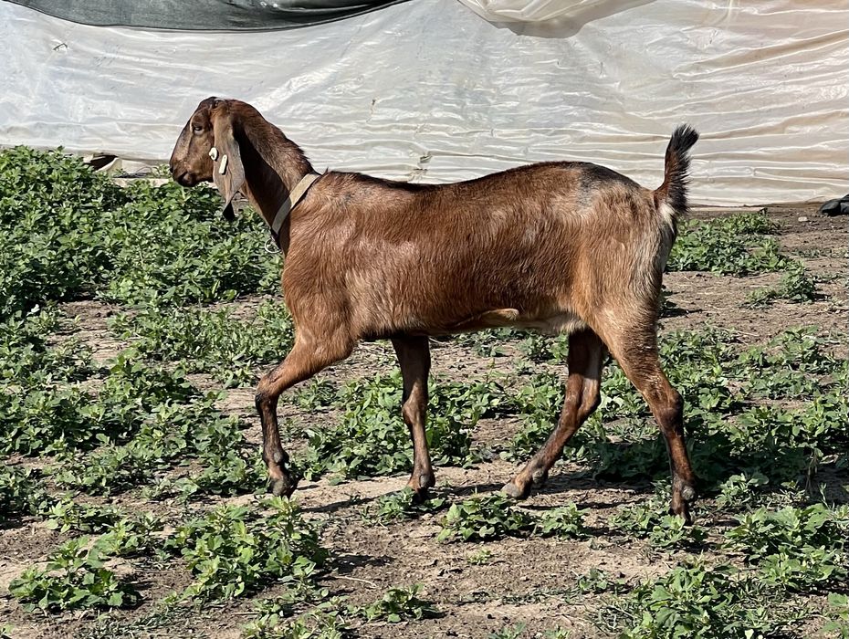 Vand Anglo nubiene cu certificat pedigree Sibioara • OLX.ro