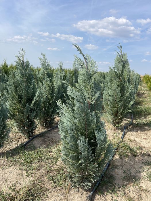 Tuia Columnaris, Chiparos, Plicata Craiova • OLX.ro