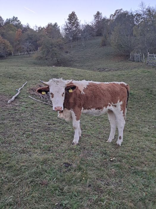 Vând doua vaci si o vițea Salciua de Sus • OLX.ro