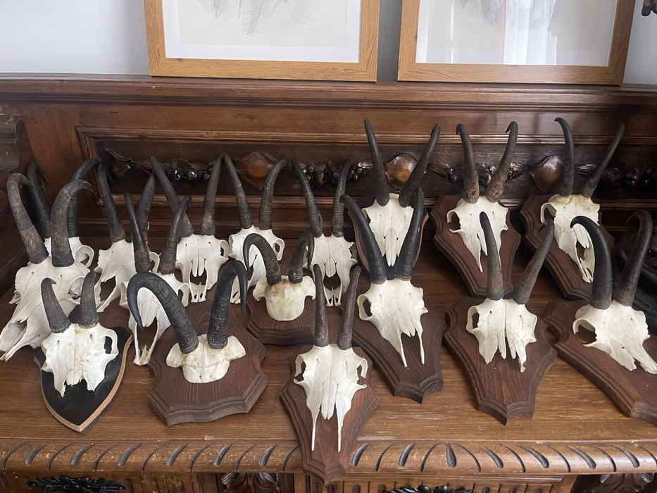 Trofeu Capra neagra si Caprior Istrita de Jos • OLX.ro