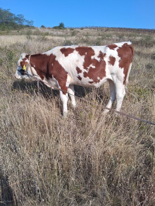 Vaca cu 2 vitei si o junica baltata românească Argetoaia • OLX.ro