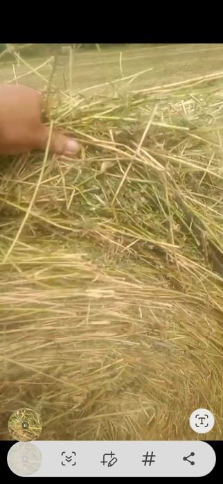 Baloti fan sau fan.40 Rotunzi 500 drept.Transport TIR>RO UE Sacele • OLX.ro