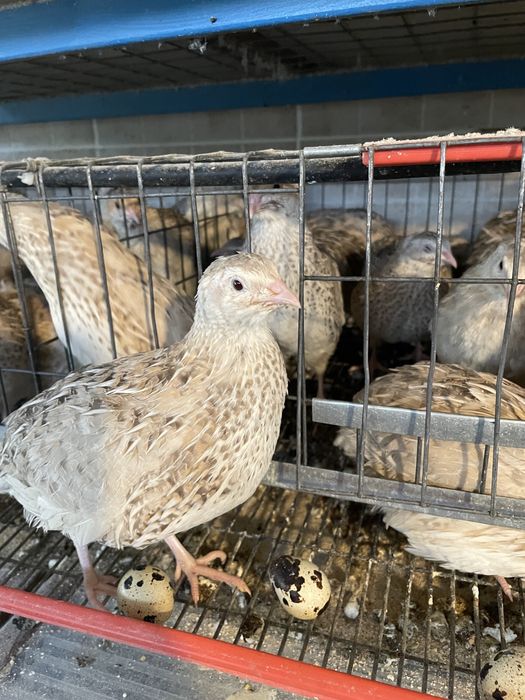 Oua pentru incubat de prepelita MARMURA-SCORTISOARA Darasti-Ilfov • OLX.ro