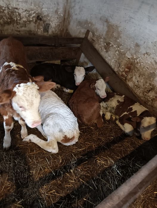 De vanzare vitei Ohaba-Forgaci • OLX.ro