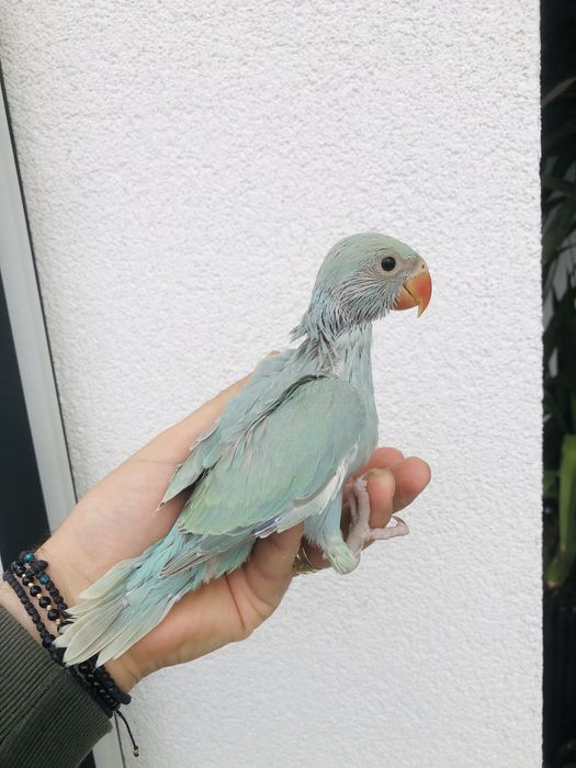 Pui blanzi 2024 Micul Alexandru Alexander Dumbraveni • OLX.ro