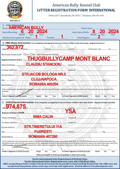 American Bully ABKC Floresti • OLX.ro