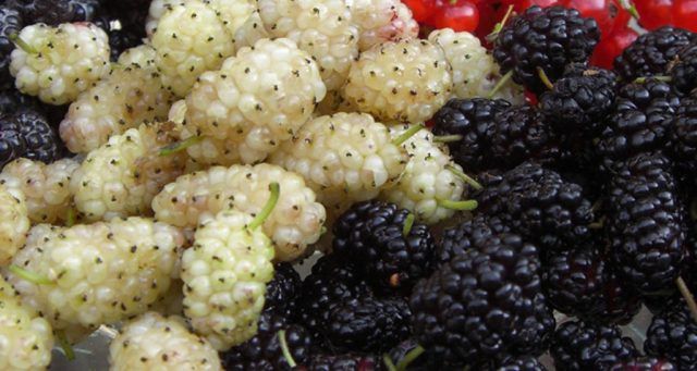 Dud Negru si Dud Alb Ciumbrud • OLX.ro