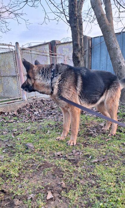 Oferta Ciobanesc German (lup) rasa pura la un pret modest Galati • OLX.ro