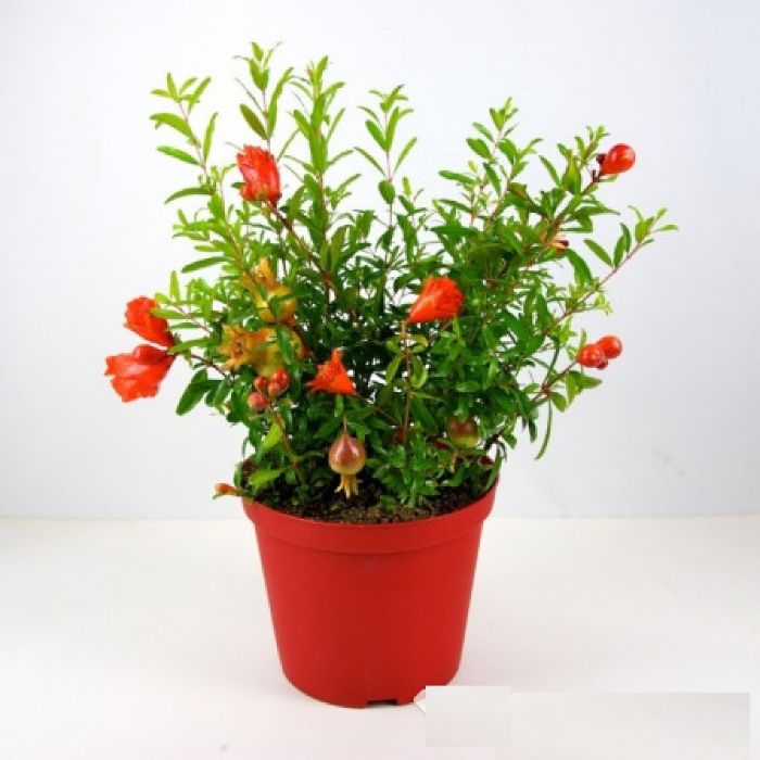 Rodie / Rodiu (Punica granatum Wonderful) | Pom productiv Craiova • OLX.ro