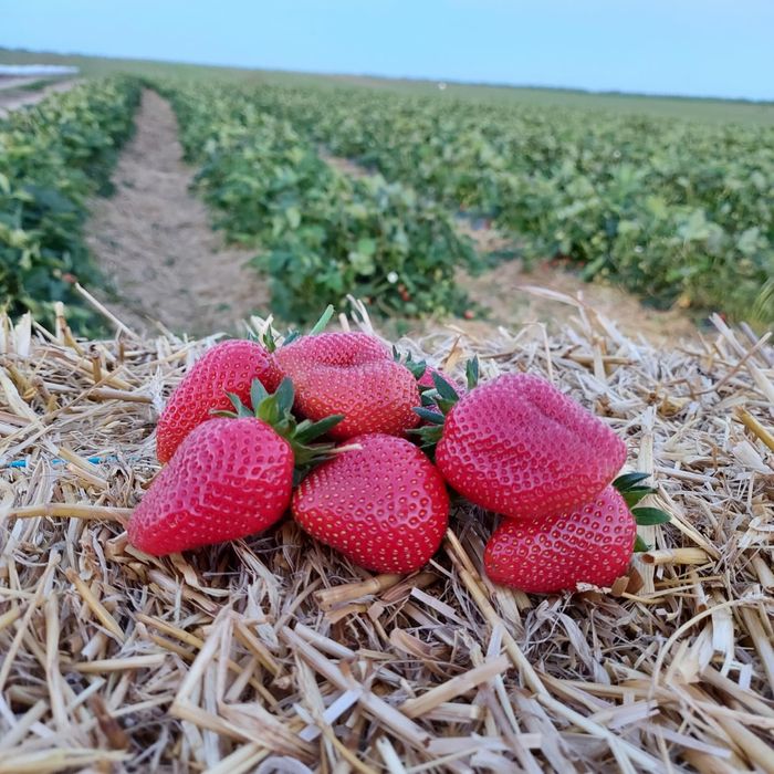 Vindem stoloni capsuni soiuri diverse Albion, Alba , Asia Tecuci • OLX.ro