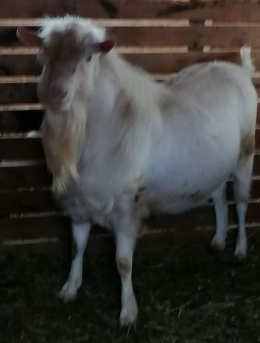 Capre sannen si tapi Targoviste • OLX.ro