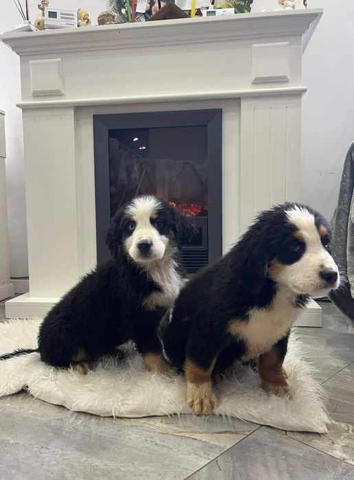 Catei ciobănesc de berna Arad • OLX.ro