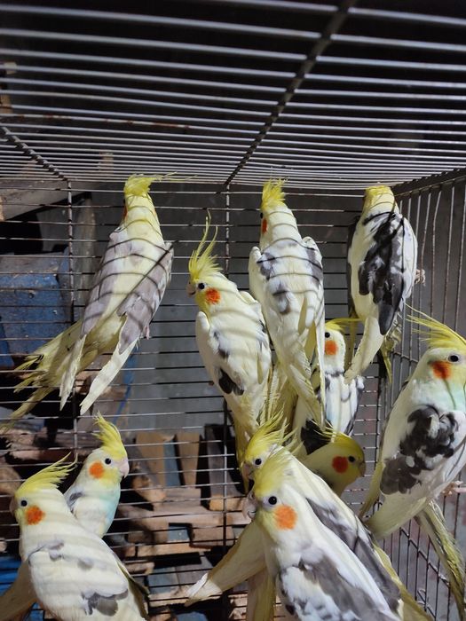 Papagali nimfe și micul și marele Alexander baraband peruși rosela a ...