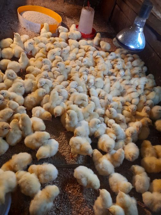 Pui rasă de carne Oradea • OLX.ro