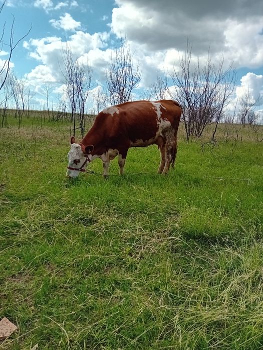 Vaca prima fatare cu vitea de 4.5 luni Caraula • OLX.ro