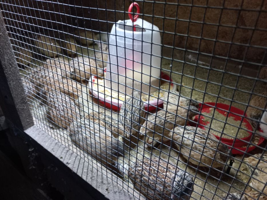 Prepelite . Sorostin • OLX.ro